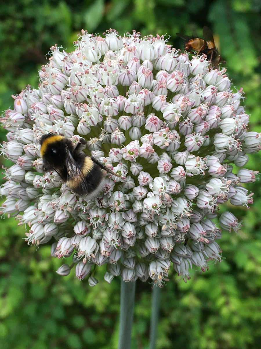 “The Hum of bees is the voice of the garden” – The Oaks