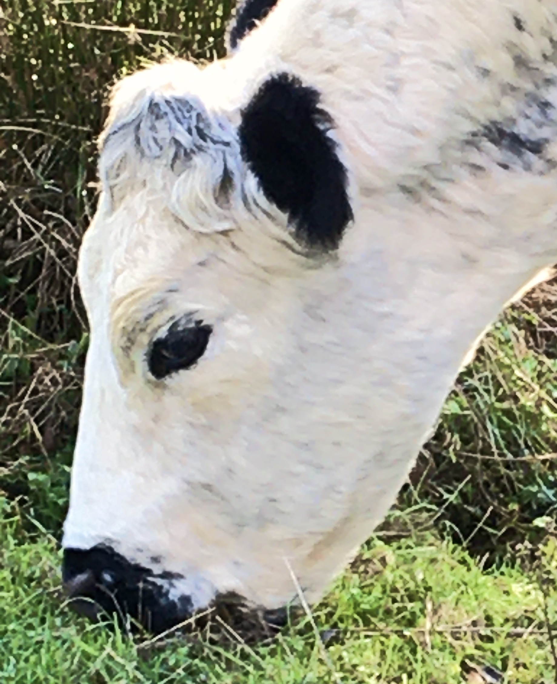 Chesworth Farm – The Oaks