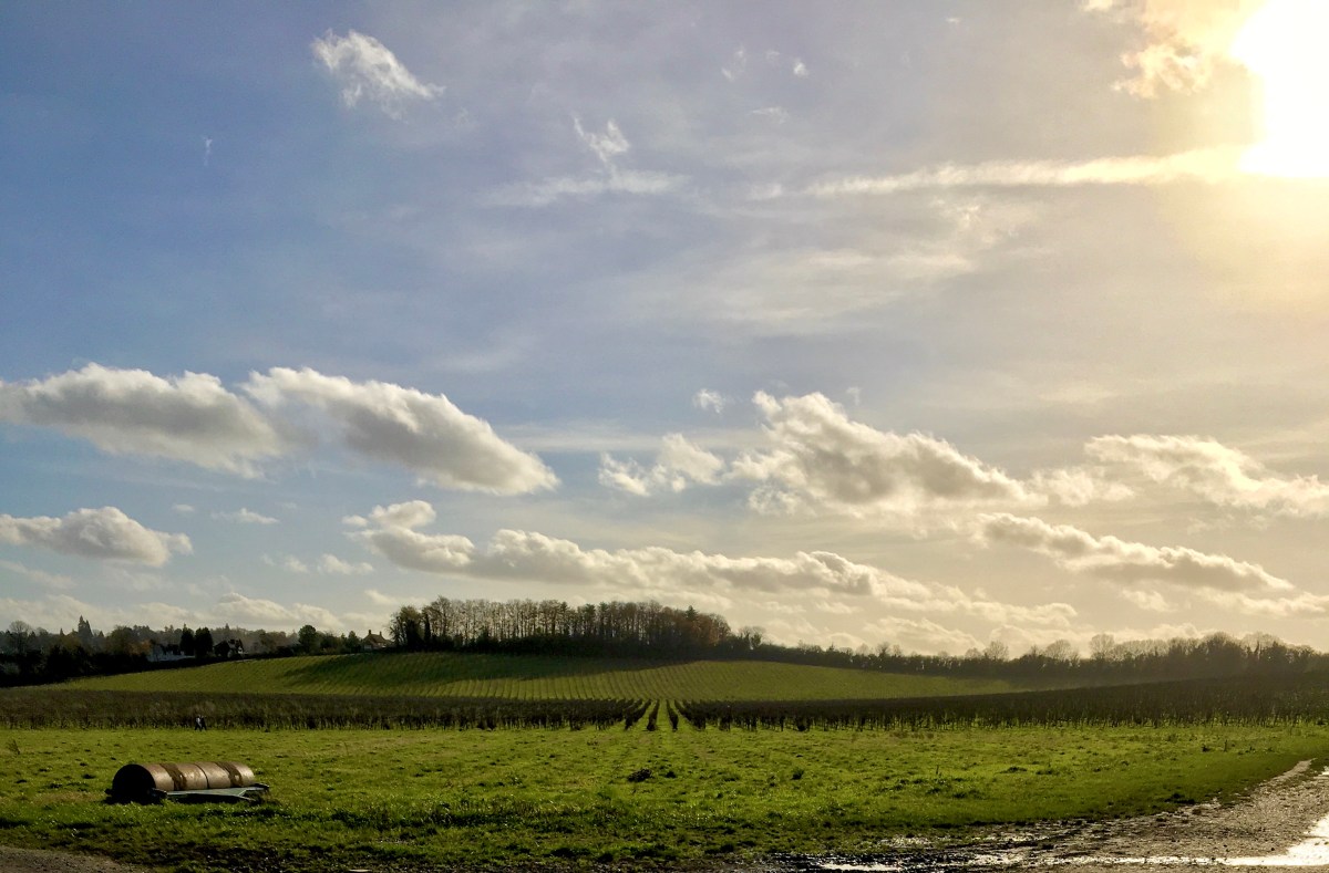 Denbies to Polesden Lacy 8m circular walk – The Oaks