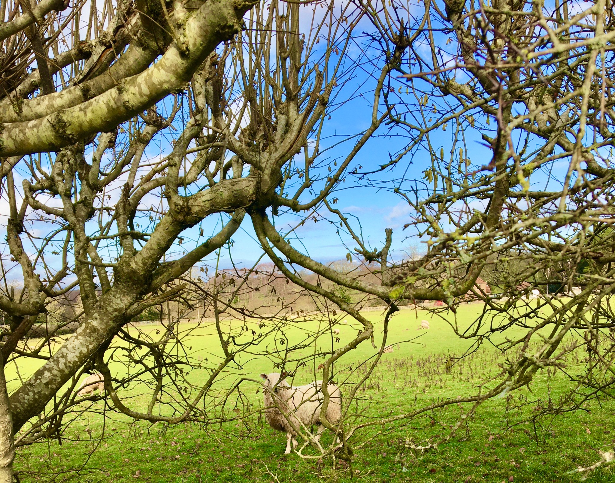 Chesworth Farm – The Oaks