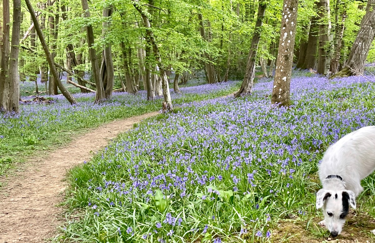 Late April, Early May Bluebell walks – The Oaks